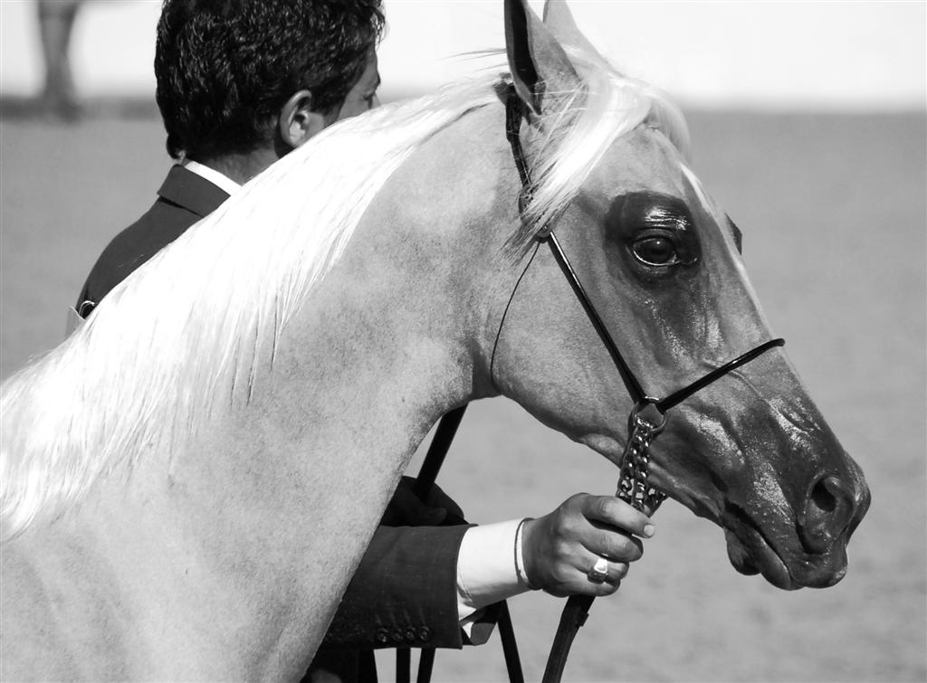 Scottsdale Arabian Horse Show Scottsdale Arabian Horse Show
