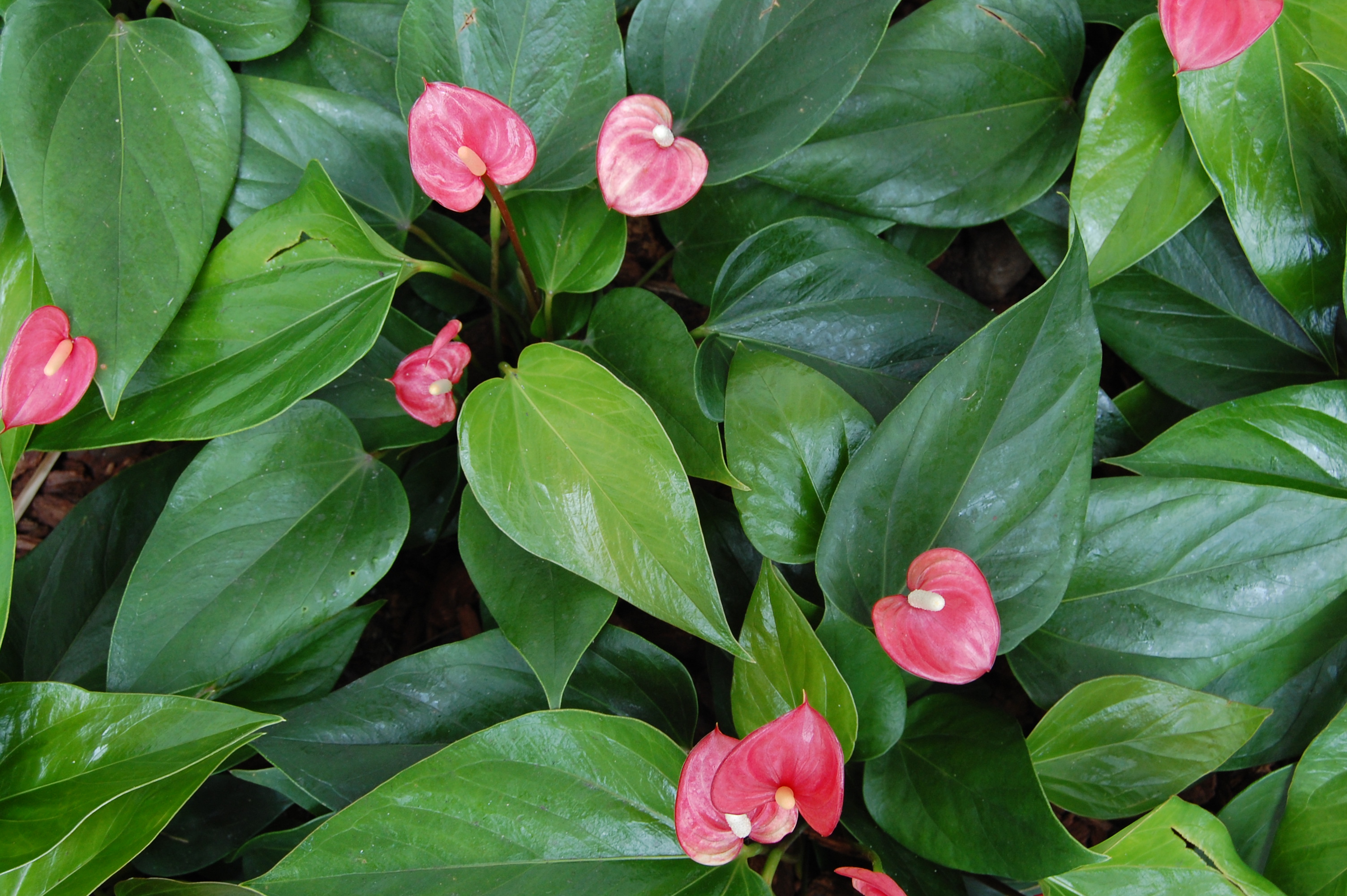 Hawaii - Oahu (Flora & Fauna)