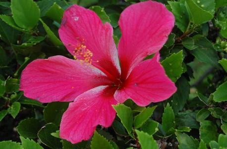 Hawaii - Oahu (Flora & Fauna)